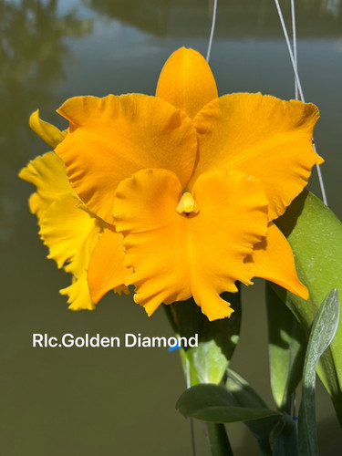 Cattleya/ Rlc. Golden Diamond | Spicesotic plants