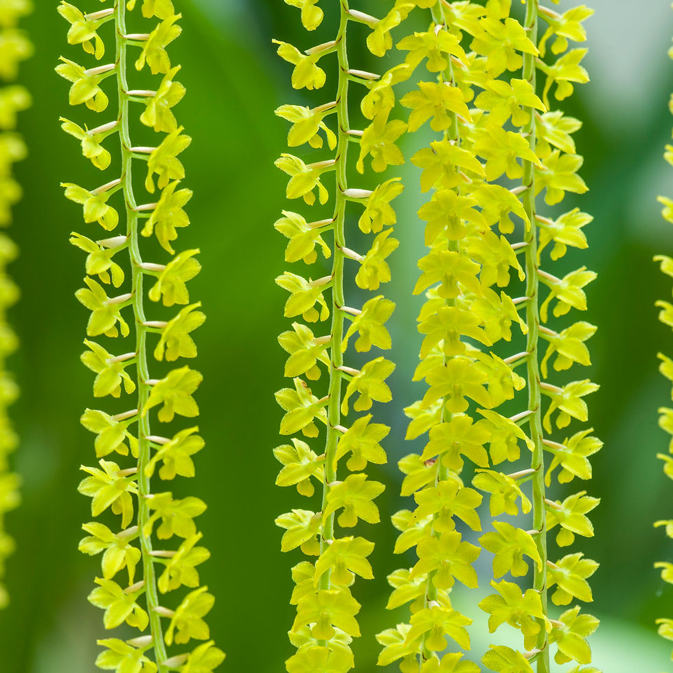 Dendrochilum filiforme | Spicesotic plants