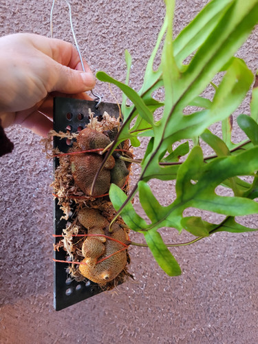 Ant fern/Lecanopteris crustacea | Spicesotic plants