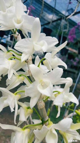 Dendrobium Nestor alba | Spicesotic plants