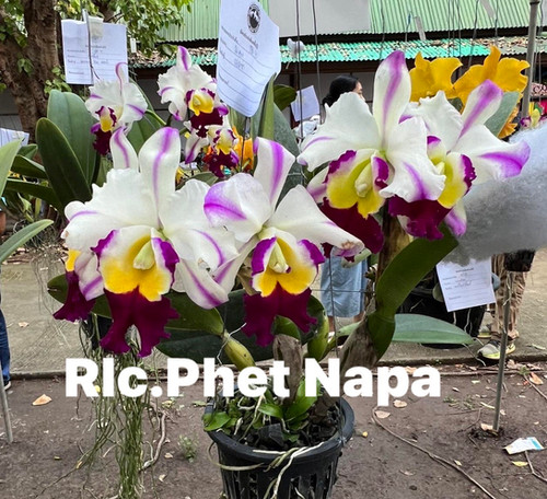 Cattleya / Rlc. Phet Napa 'Elsa' | Spicesotic plants