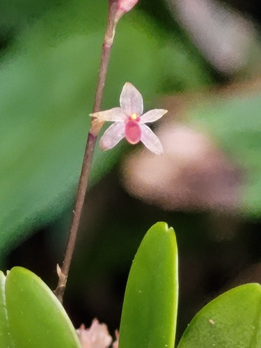 Platystele misera | Spicesotic plants