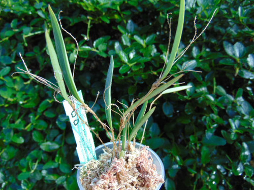 Lepanthopsis acetabulum | Spicesotic plants