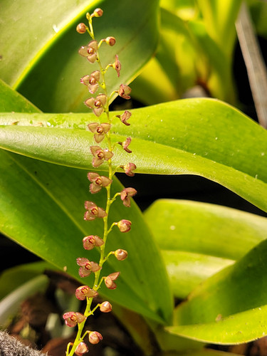 Stelis jamesonii | Spicesotic plants