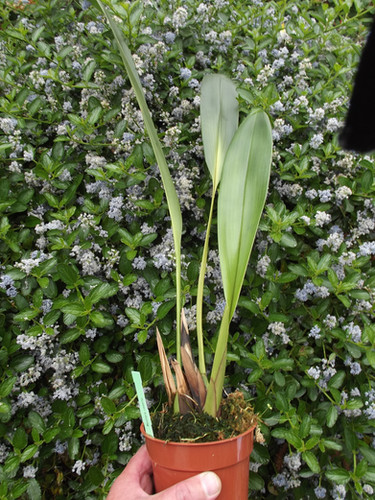 Maxillaria calantha | Spicesotic plants