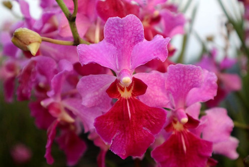 Paphilionanda 'Ruby Prince' | Spicesotic plants