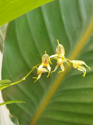 Masdevallia polysticta | Spicesotic plants