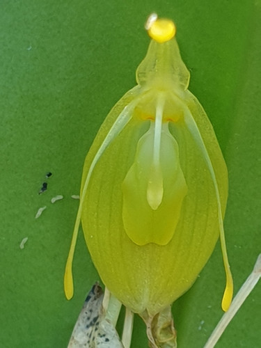 Restrepia flosculata yellow | Spicesotic plants