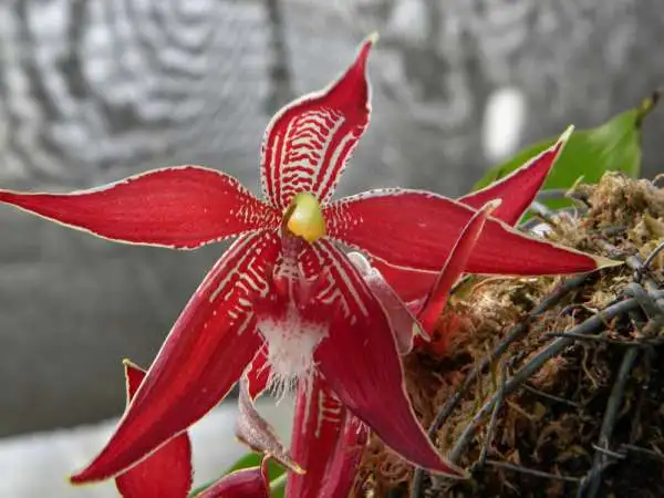 Paphinia cristata | Spicesotic plants