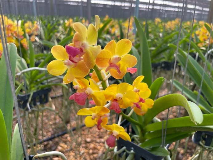 Online Plant Store | Spicesotic plants / orchids and more 3/139