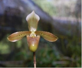 Paphiopedilum tonsum | Spicesotic plants