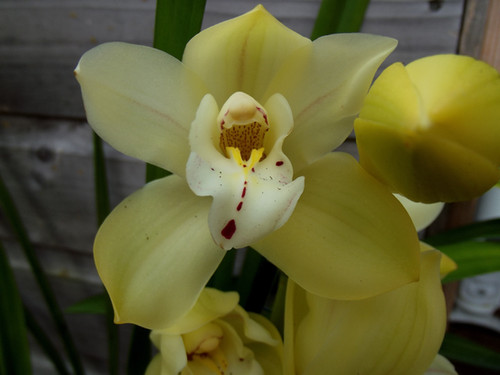 Cymbidium 'Paddy' hybrid | Spicesotic plants