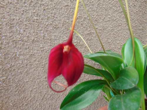 Masdevallia Hawaii Red' | Spicesotic plants
