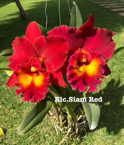 Cattleya Siam Red | Spicesotic plants