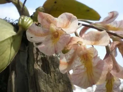 Rodriguezia refracta | Spicesotic plants