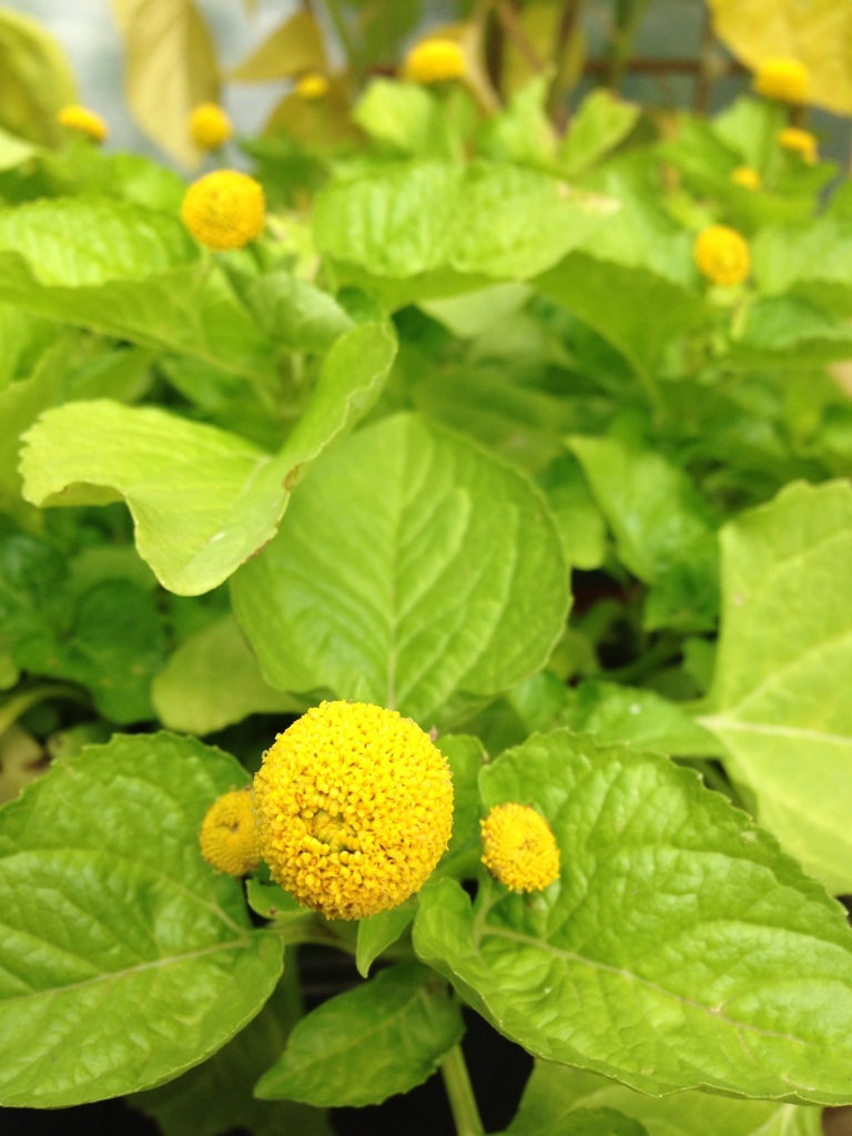 Spice Plants | Essex United Kingdom | Spicesotic Plants