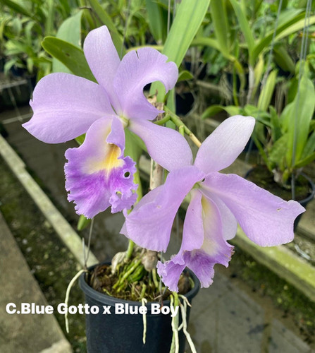 Cattleya Blue Gotto x Blue Boy | Spicesotic plants