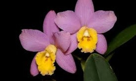 Cattleya Crystelle Smith 'Nathan's Reward' | Spicesotic plants