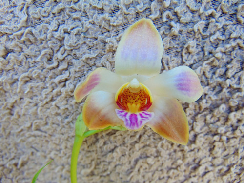 Chysis limminghei | Spicesotic plants