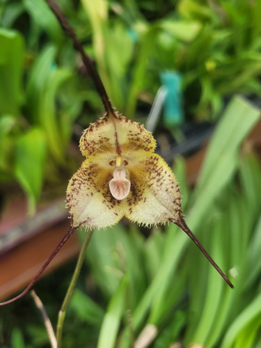 Dracula circe | Spicesotic plants