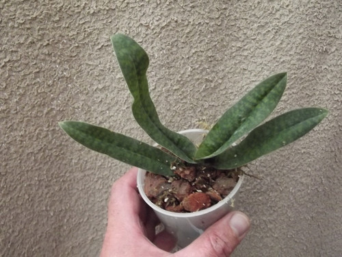 Paphiopedilum malipoense x hangianum (Shun Fa Golden) | Spicesotic plants