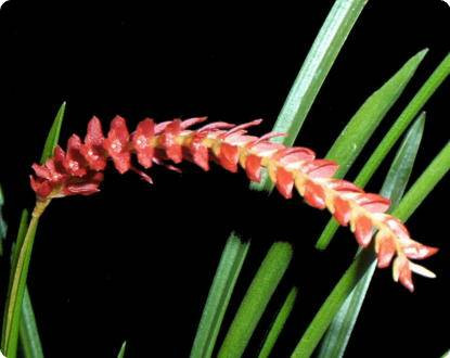 Dendrochilum wenzelii | Spicesotic plants