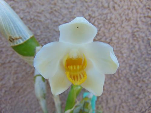 Chysis bractescens | Spicesotic plants
