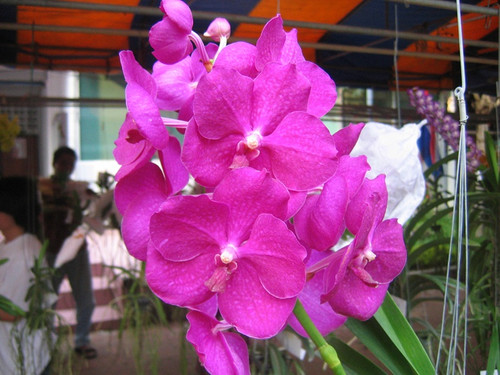 Vanda Siriporn Pink 'Pracha' | Spicesotic plants