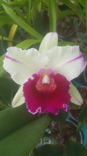 Rlc. Kuwale Gem 'White Sword' | Spicesotic plants