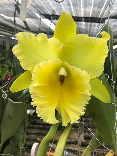 Cattleya/ Rlc. Golden Godzilla 'Golden King' | Spicesotic plants