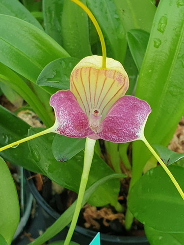 Masdevallia caudata | Spicesotic plants