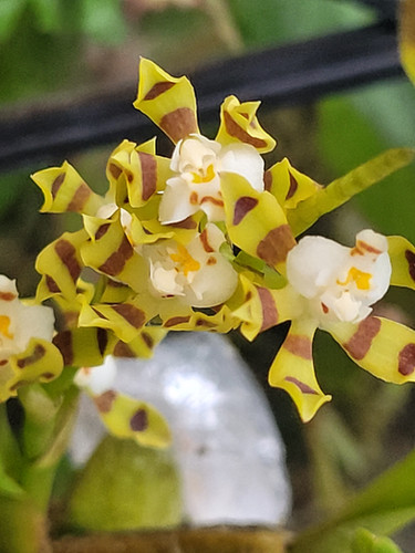 Oncidium tigroides | Spicesotic plants