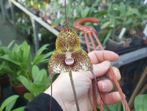 Dracula minax | Spicesotic plants