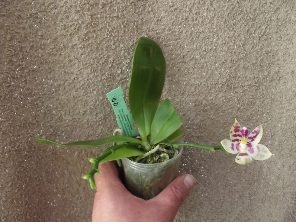 Online Plant Store | Spicesotic plants / orchids and more