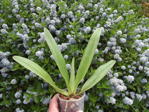 Paphiopedilum anitum | Spicesotic plants