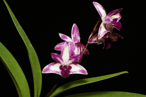 Dendrobium King Zip 'Red Splash' | Spicesotic plants