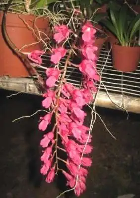 Rodriguezia secunda | Spicesotic plants