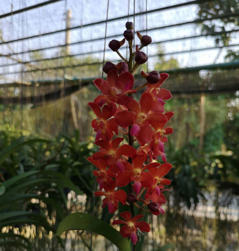 Renanthera storei x Rhy Bangkok Sunset | Spicesotic plants