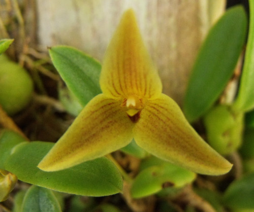 Trias oblonga | Spicesotic plants