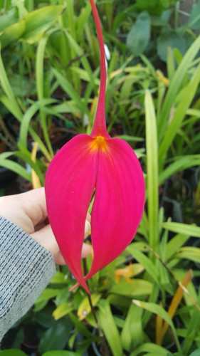 Masdevallia coccinea | Spicesotic plants