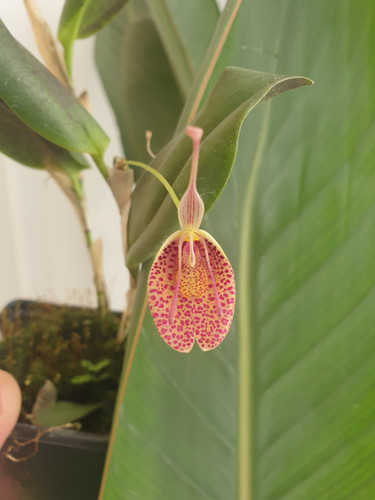 Restrepia chameleon 002450 | Spicesotic plants
