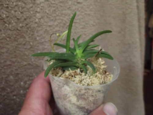 Vanda/Neofinetia falcata Seto No Tsurugi | Spicesotic plants