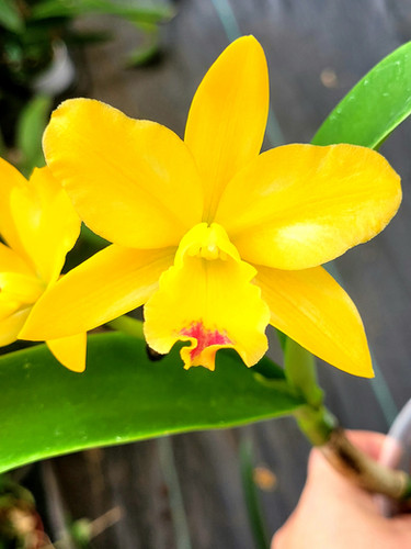 Cattleya/ Rlc Little Fairy | Spicesotic plants