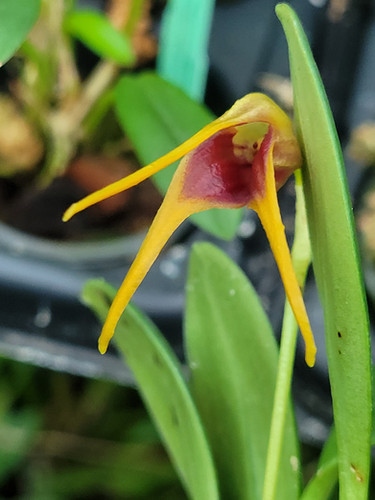 Masdevallia arangoi | Spicesotic plants