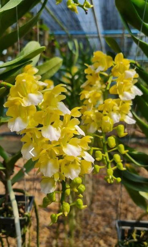 Aerides houlletiana alba | Spicesotic plants