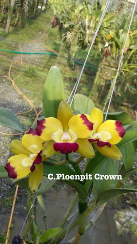 Cattleya Ploenpit Crown | Spicesotic plants