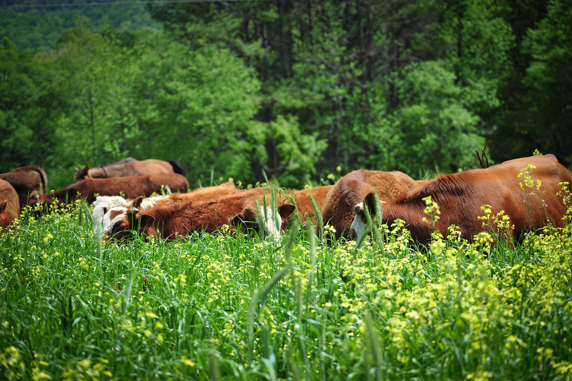 Ground Beef Oldcenturymeats