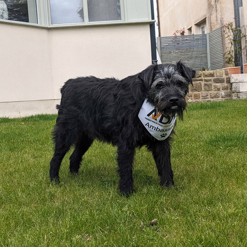 aviation assessment | ADAA