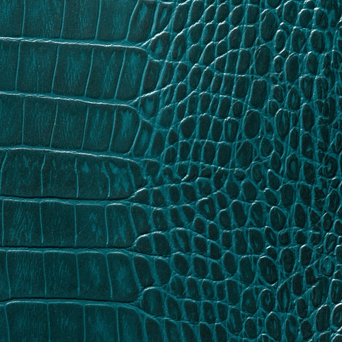 Coastal Crocodile | EcoDomo