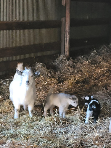 Waiting List - Hybrid Goat | Celtic Glen Heritage